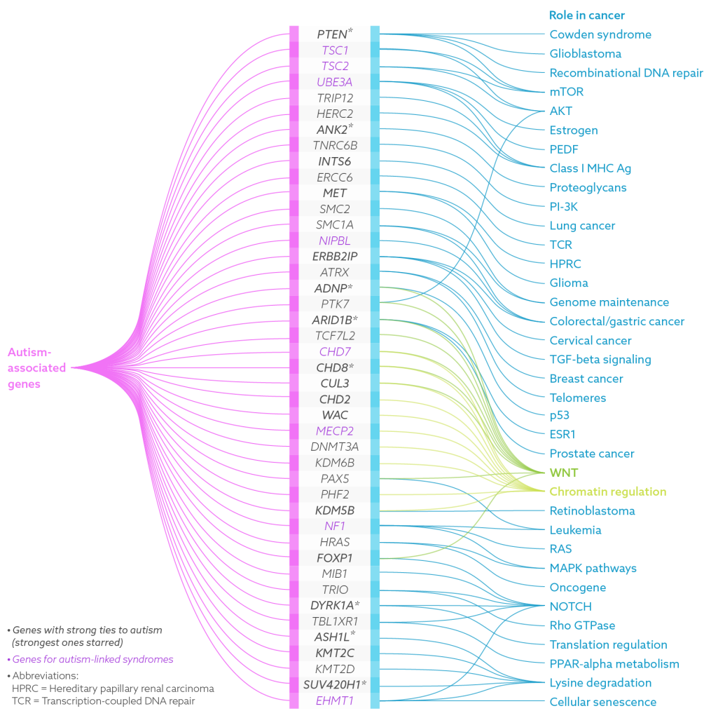 The curious connection between autism and cancer | The Transmitter ...