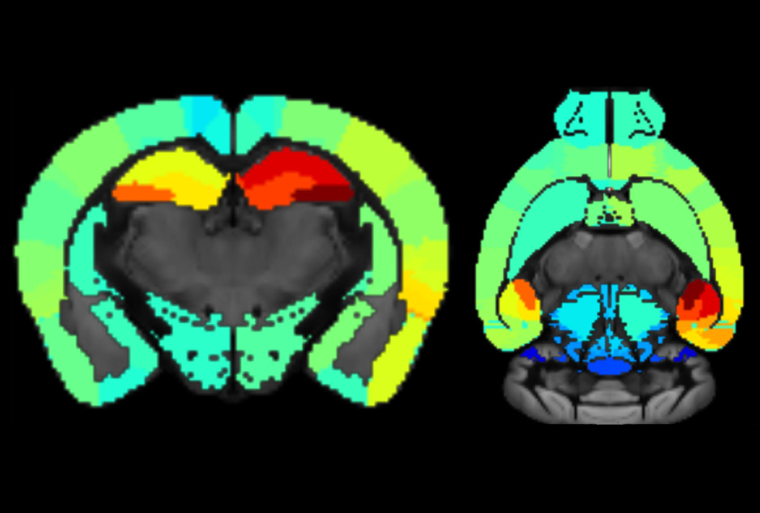 Innovative tool allows for virtual experiments on mouse brain | The ...