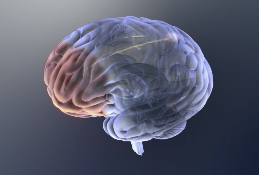 Brain’s prefrontal cortex conducts symphony of social players | The ...