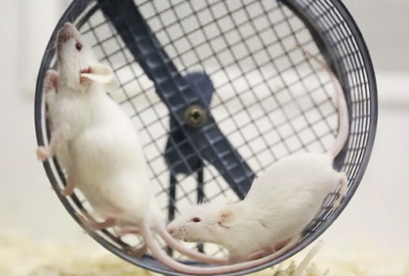 Mechanical tracker measures social activity of multiple mice for days ...