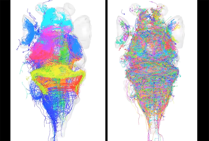 Interactive atlas reveals zebrafish brain circuits in 3D | The ...