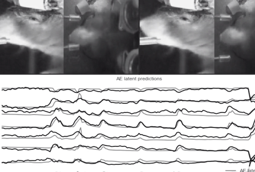 Algorithms may predict mouse behavior from brain activity | The ...