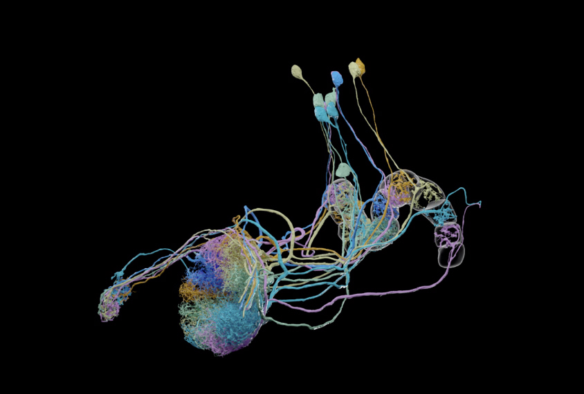 Map of fly brain lights up millions of connections | The Transmitter ...