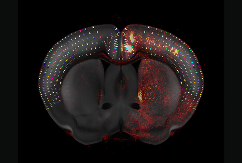 New atlas maps mouse brain in 3D | The Transmitter: Neuroscience News ...
