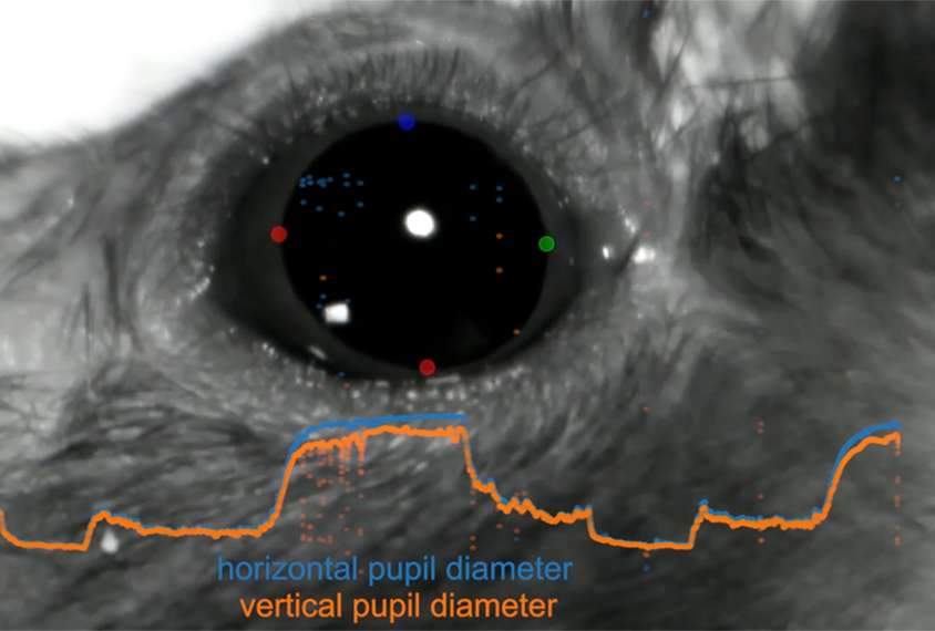 Mice reveal roots of sensory issues tied to top autism gene | The ...