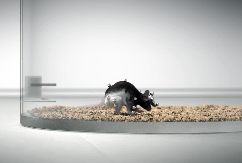 Motion-capture videos reveal atypical grooming in fragile X rats | The ...