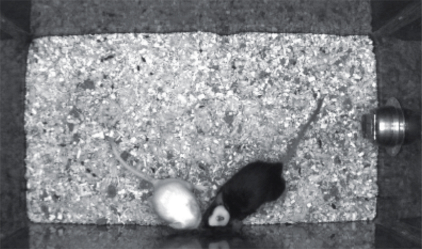 Artificial intelligence system categorizes interactions between mice ...