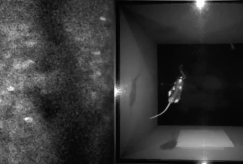 Miniature microscope records thousands of neurons in moving mice | The ...