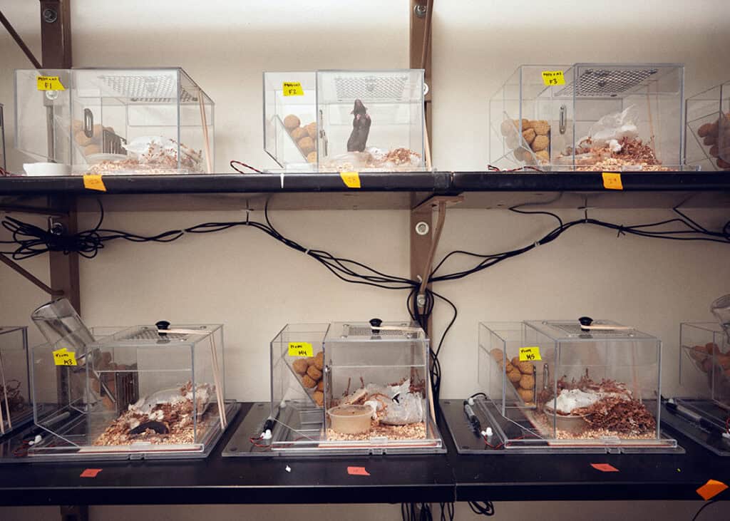 Asleep in the Mouse House with Graham Diering | The Transmitter ...