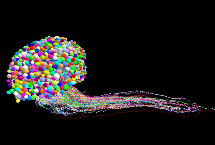 Wiring map reveals how larval fruit fly brain converts sensory signals ...