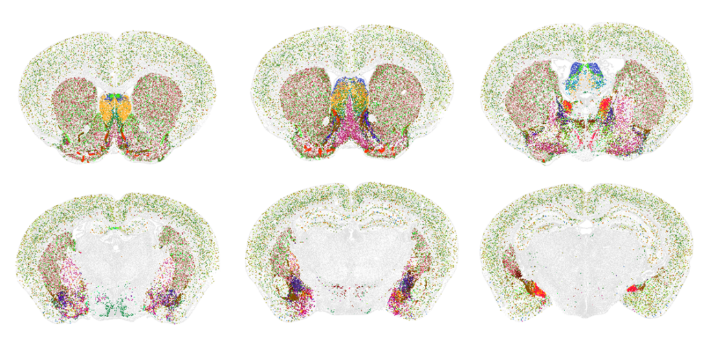 Landmark atlases flag 5,000 cell types across mouse brain | The ...