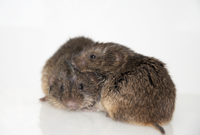 Parental care may sculpt brain development in prairie voles | The ...
