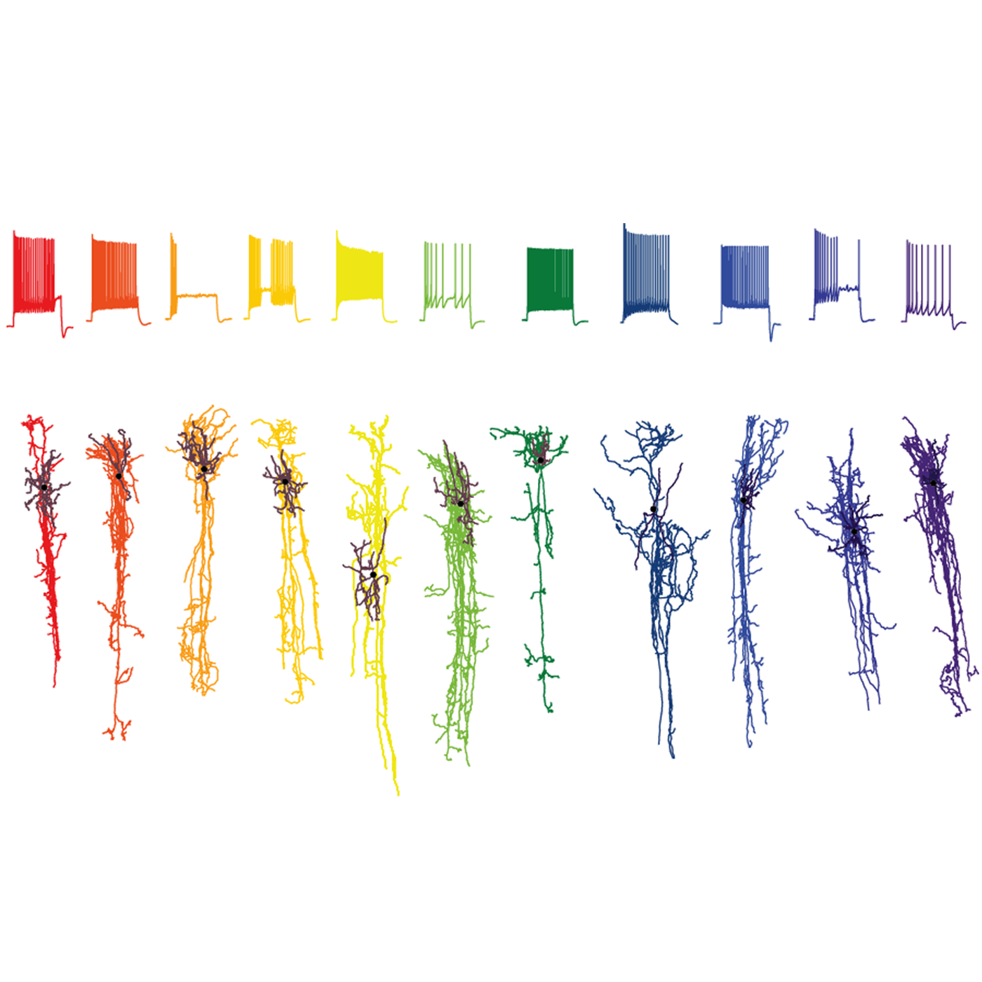 Vast diversity of human brain cell types revealed in trove of new ...