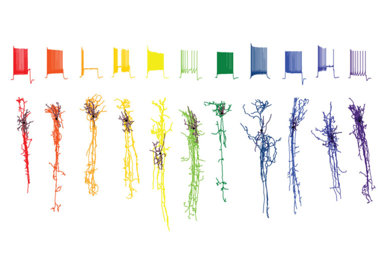 Vast diversity of human brain cell types revealed in trove of new ...