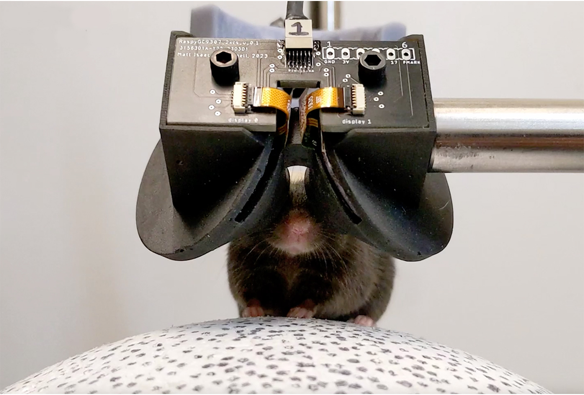 New specs immerse mice in virtual worlds | The Transmitter ...