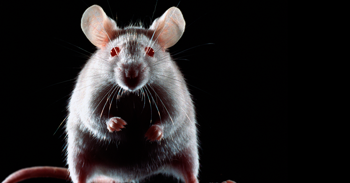 Newly found hypothalamus circuits shape bullying behaviors in mice ...