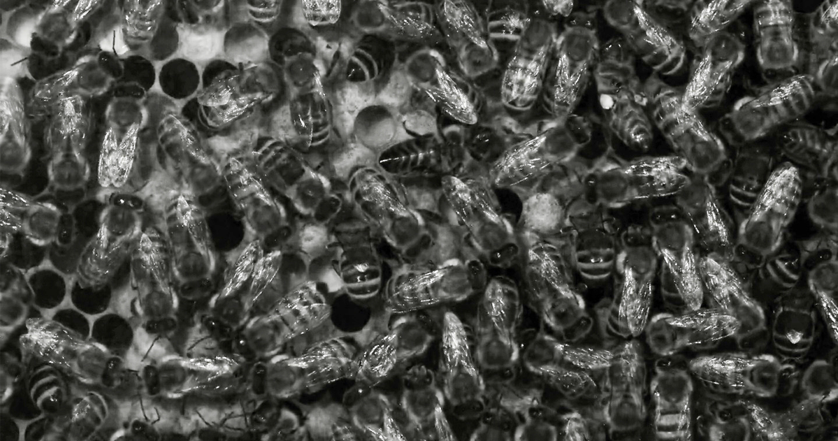 Dancing in the dark: Honeybees use antennae to decode nestmates ...