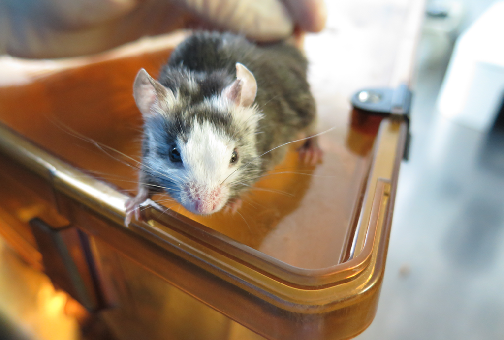 Rat neurons thrive in a mouse brain world, testing ‘nature versus ...