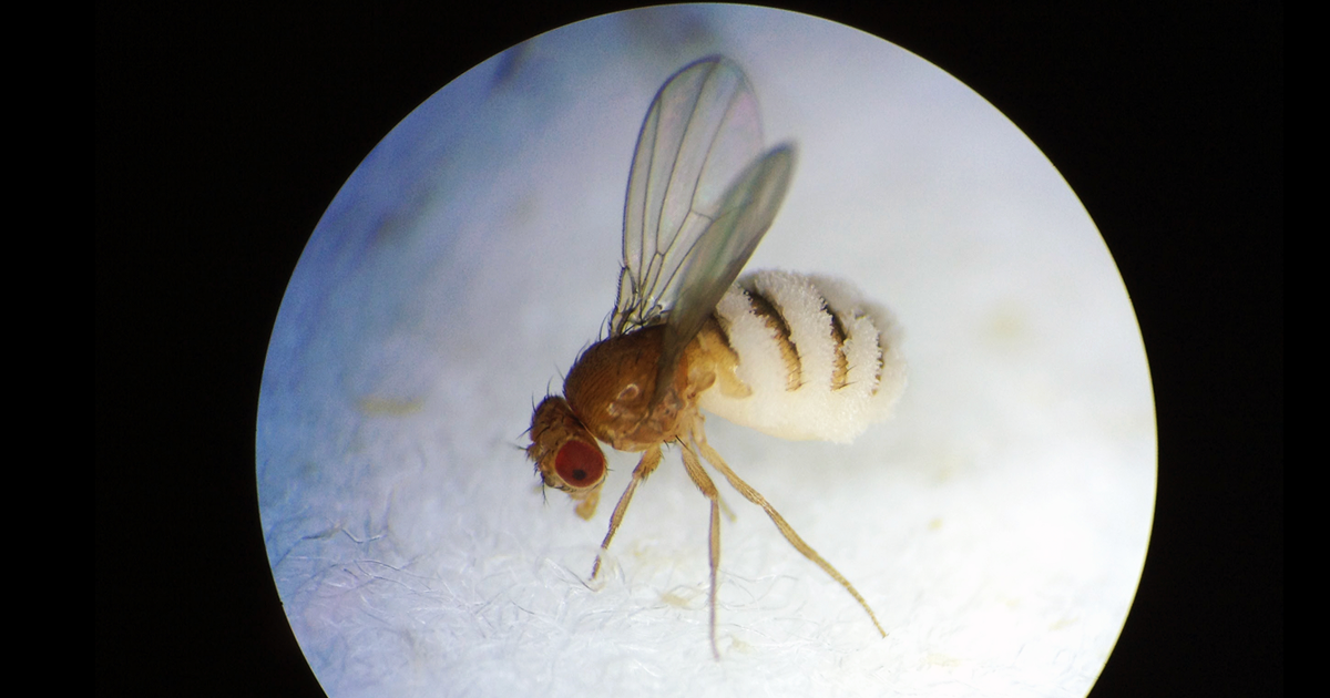 Mind control in zombie flies: Q&A with Carolyn Elya | The Transmitter ...