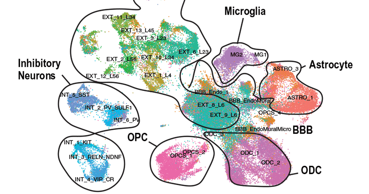 Giant analysis reveals how autism-linked genes affect brain cell types ...