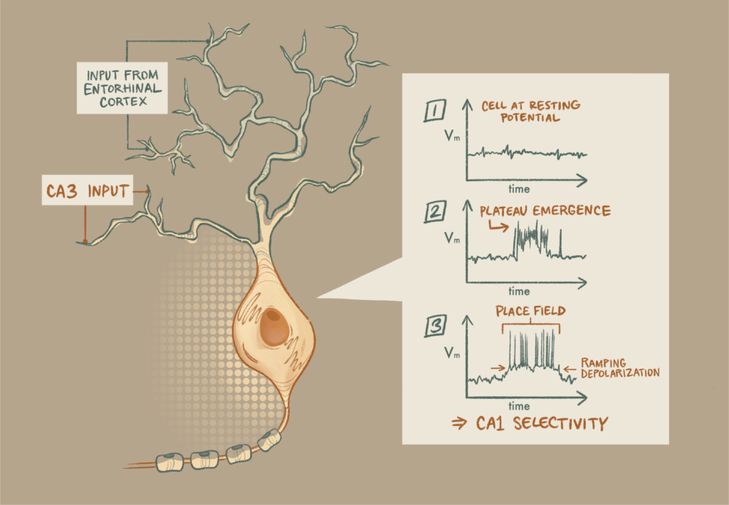 How to teach this paper: ‘Behavioral time scale synaptic plasticity underlies CA1 place fields ...