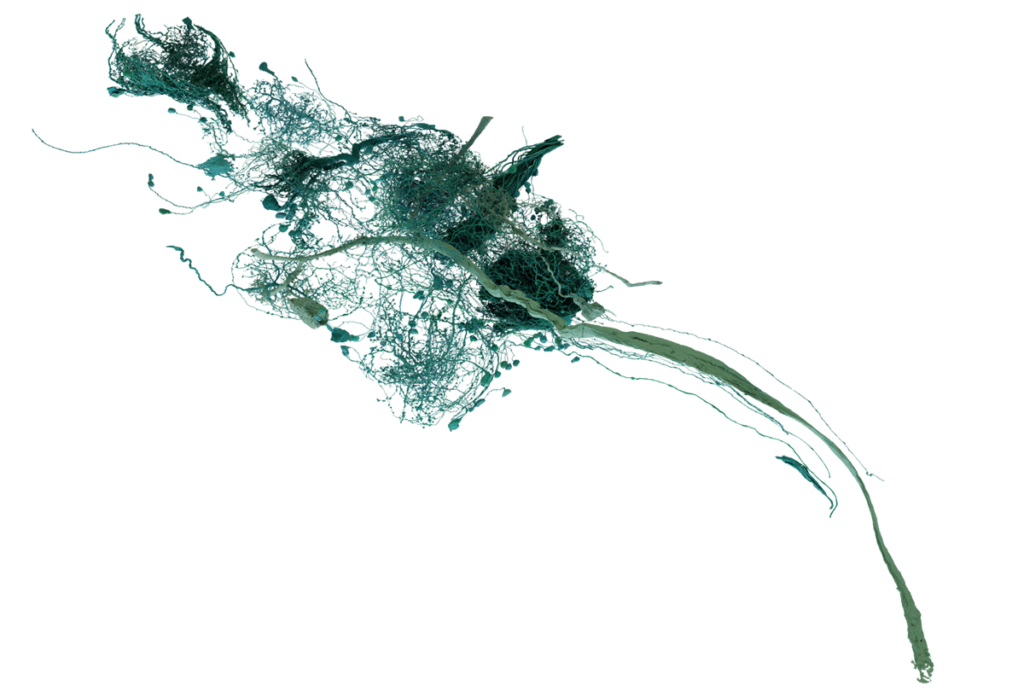 New connectomes fly beyond the brain | The Transmitter: Neuroscience ...