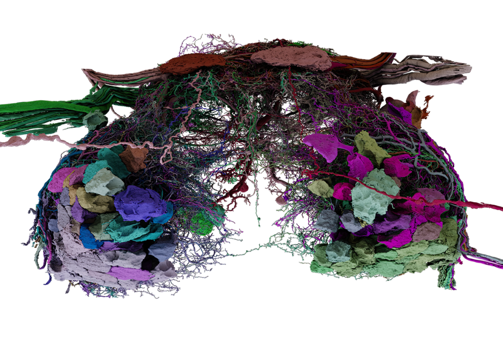 New connectomes fly beyond the brain | The Transmitter: Neuroscience ...