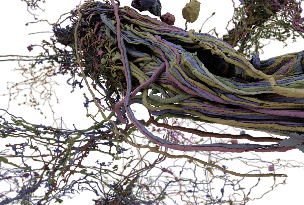 New connectomes fly beyond the brain | The Transmitter: Neuroscience ...