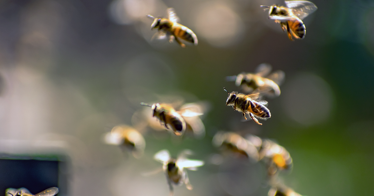 Postdoc’s grad-school sleuthing raises questions about bee waggle-dance data | The Transmitter ...