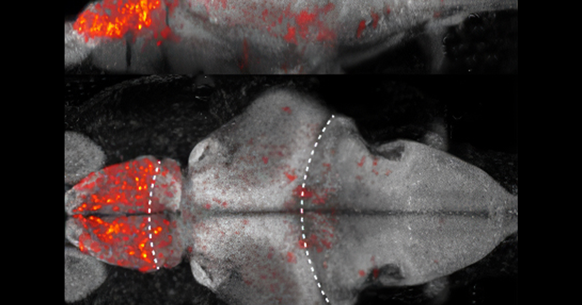 ‘Place cells’ help guide freely swimming zebrafish larvae | The ...