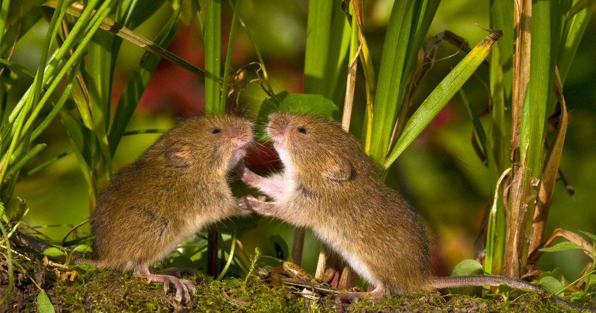 Synaptic changes shape winning mice into bullies | The Transmitter ...