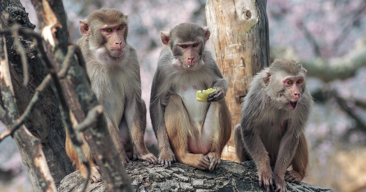 Monkeys’ amygdala cells adapt to social status | The Transmitter ...
