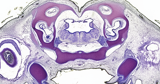 Digitization of ‘breathtaking’ neuroanatomy slide assortment provides ...