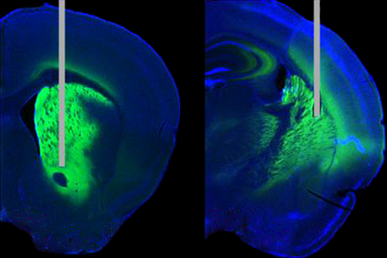 Bespoke photometry system captures variety of dopamine signals in mice ...