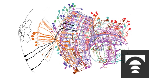 Connectomics 2 0 Simulating The Brain The Transmitter Neuroscience News And Perspectives