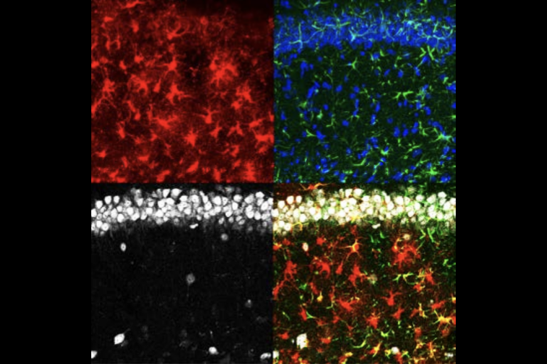 Astrocytes sense neuromodulators to orchestrate neuronal activity and ...