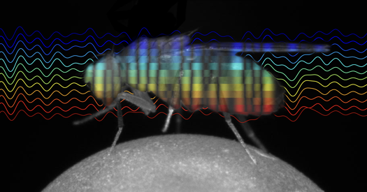 Drosophila Sleep: Sensory Filtering Similar to Vertebrates - Archynewsy