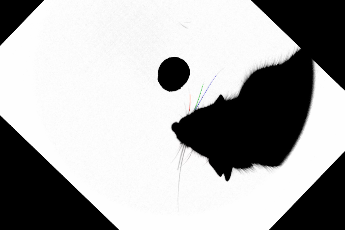 Body state, sensory signals commingle in mouse whisker cortex | The ...