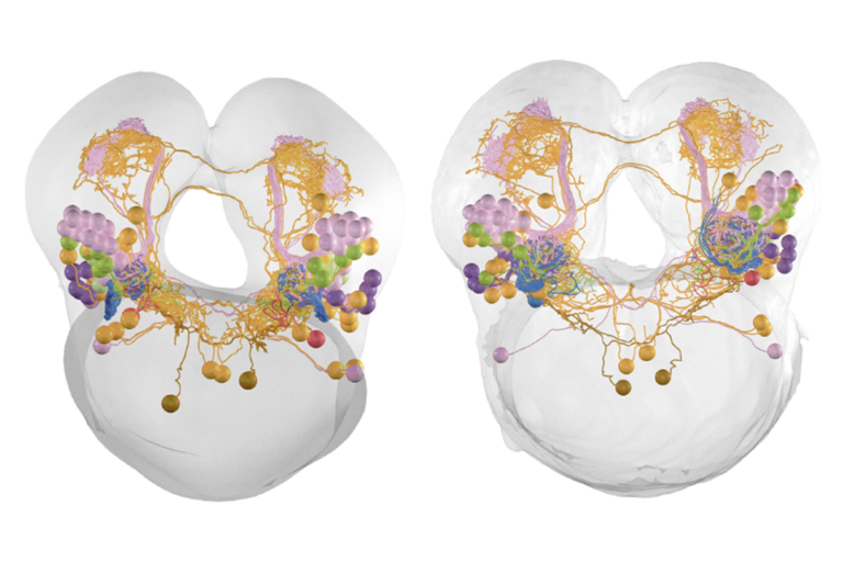 Cross-species connectome comparison shows uneven olfactory circuit ...