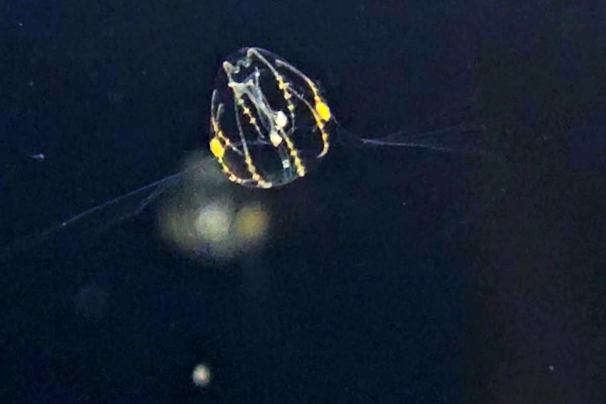 First nerve-net connectome revealed | The Transmitter: Neuroscience ...