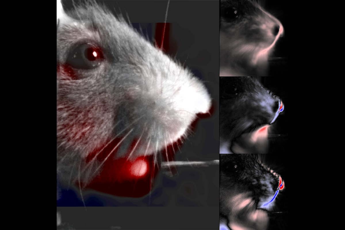 Facial movements telegraph cognition in mice | The Transmitter ...