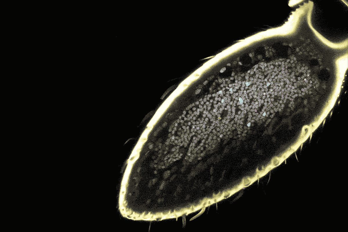 Ant olfactory neurons reveal new gene regulation mechanism | The ...