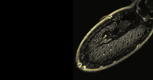 Ant olfactory neurons reveal new gene regulation mechanism - Citys Cith