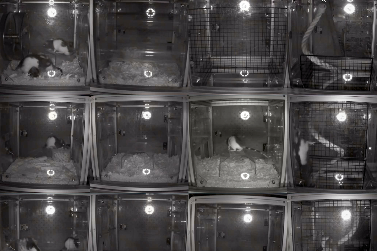 Home makeover helps rats better express themselves: Q&A with Raven ...