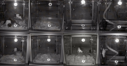 Home makeover helps rats better express themselves: Q&A with Raven ...