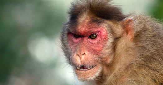 Facial expressions less reflexive than previously thought | The ...