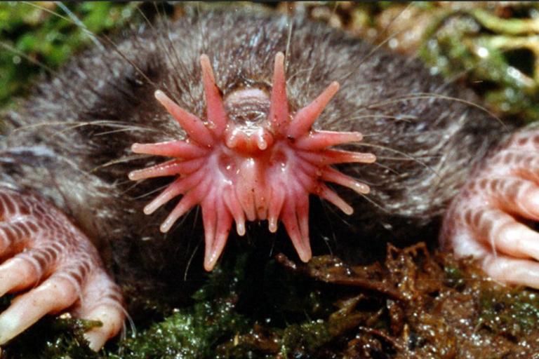 Why star-nosed moles are such fast foragers | The Transmitter ...