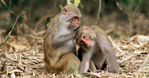 Two primate centers drop ‘primate’ from their name | The Transmitter ...
