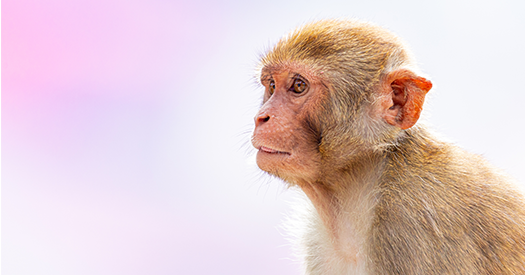 Oregon primate center to negotiate transition to sanctuary | The ...
