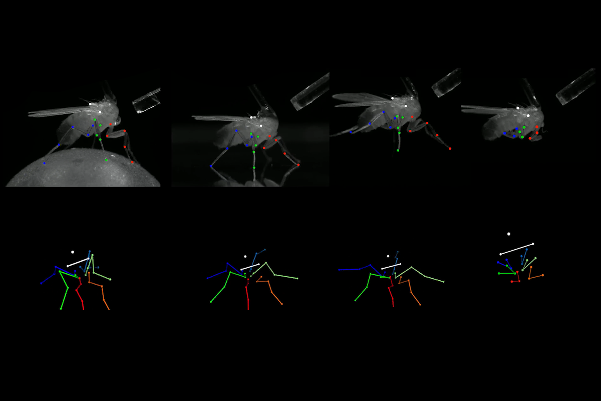 Long-sought walking circuit found in fruit flies | The Transmitter ...